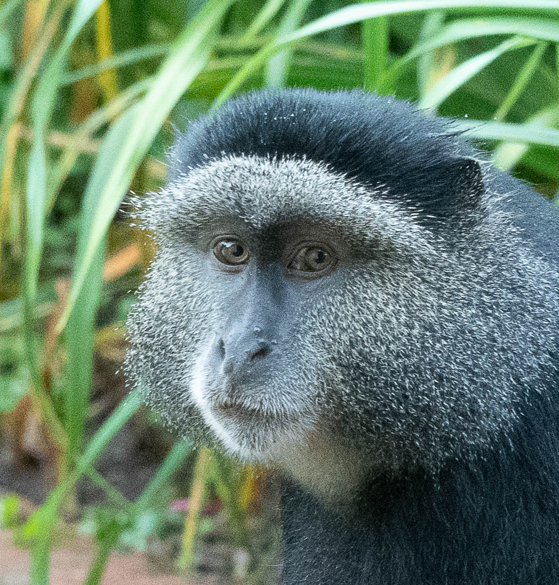 Blue Monkeys en famille – Eyes on the Wild