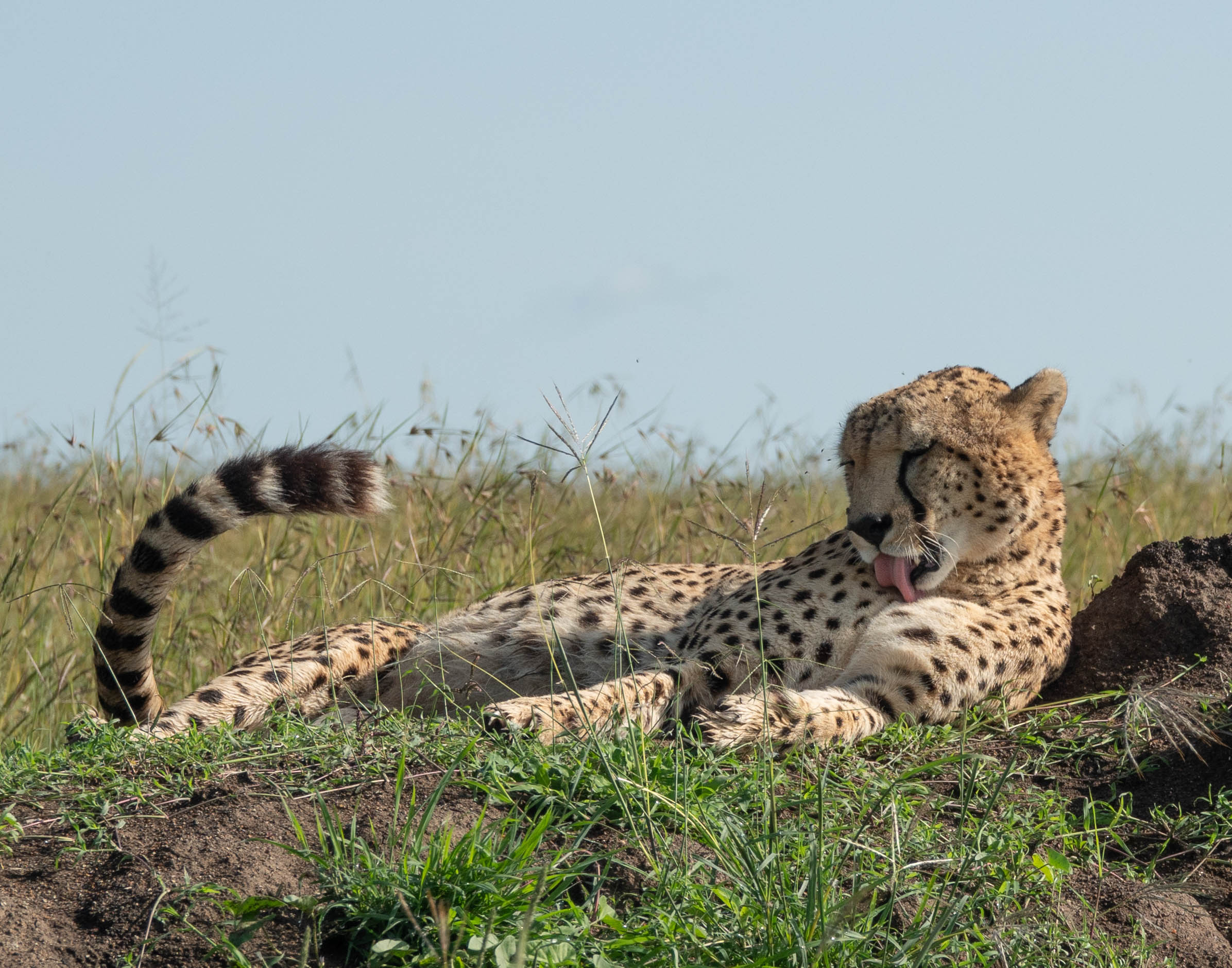 The Cheetah: Offspring of the wind – Eyes on the Wild