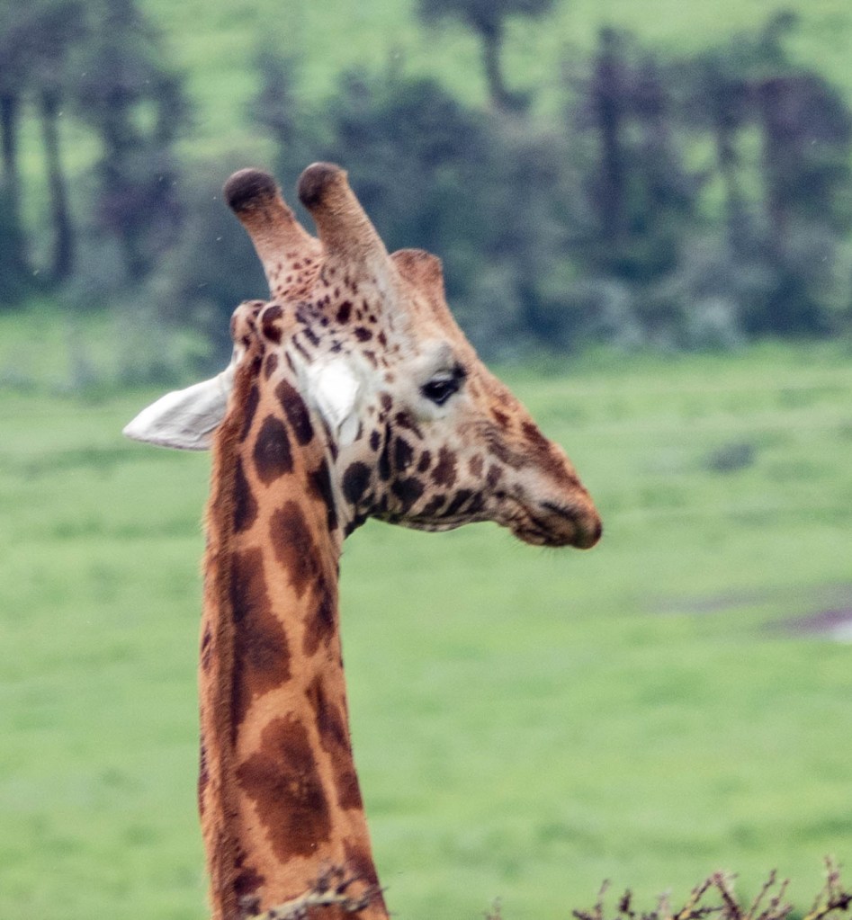 The giraffe with five ossicones – Eyes on the Wild