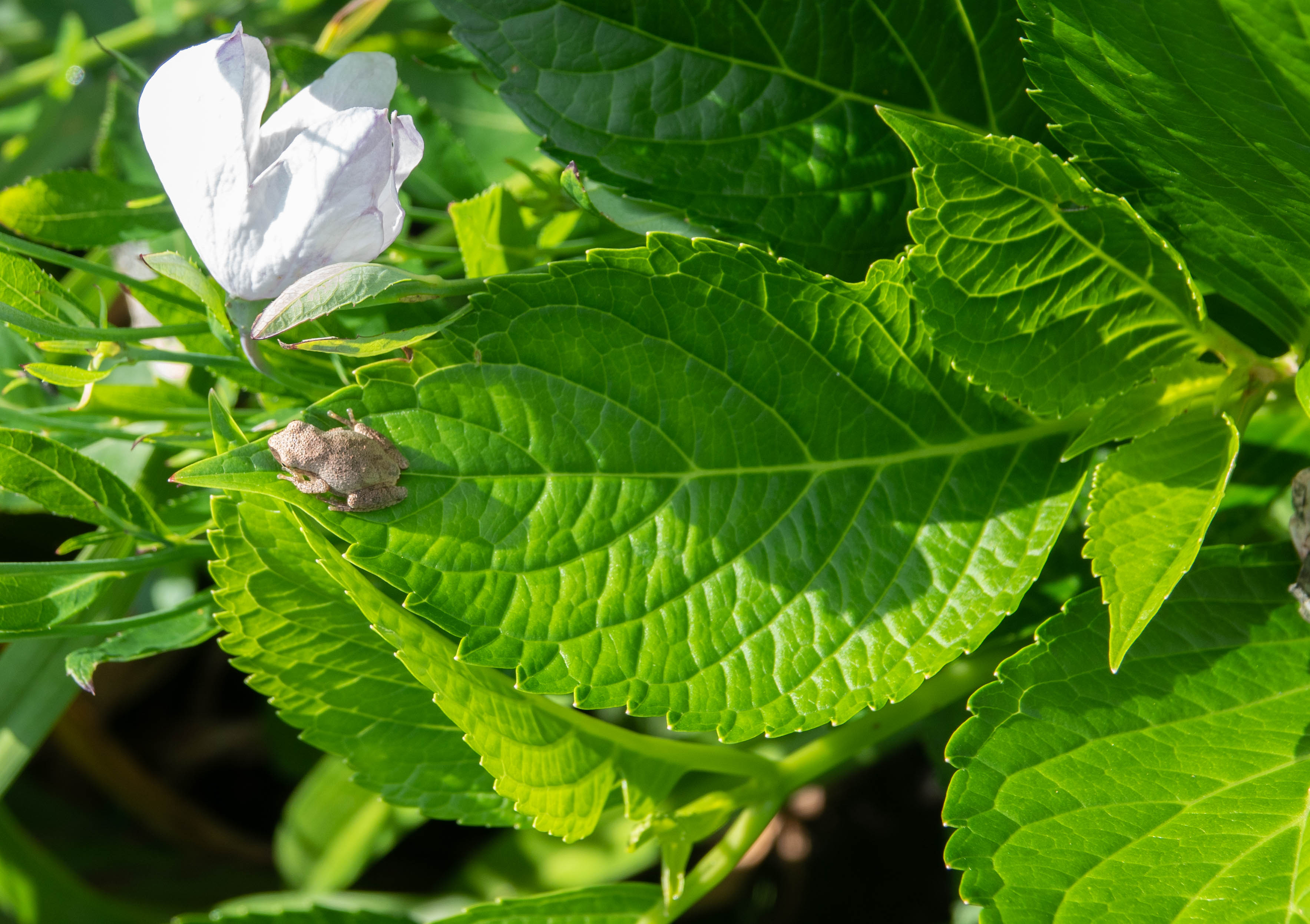 Small but feisty frogs – Eyes on the Wild
