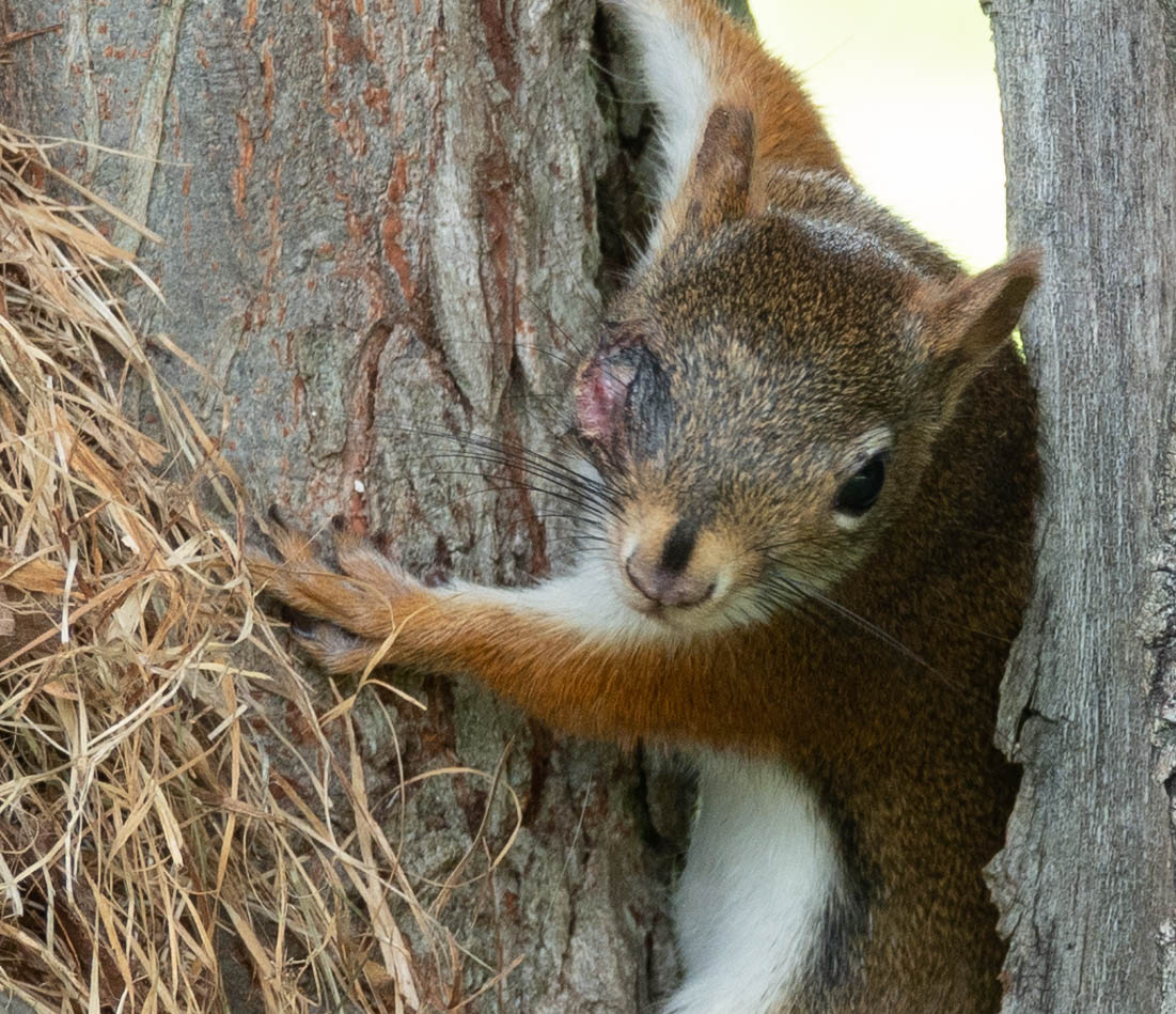 Squirrel martial arts – Eyes on the Wild