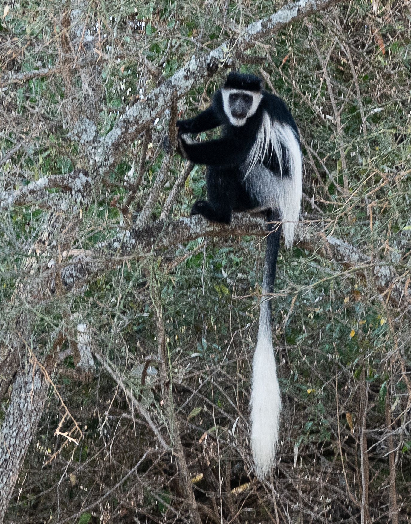 “Richly habited in a mantle..”* – Eyes on the Wild