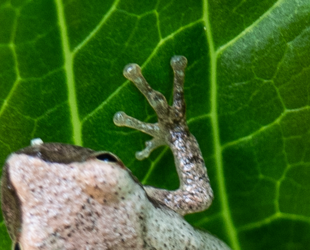 toe of frog….lizard’s leg..”* – Eyes on the Wild