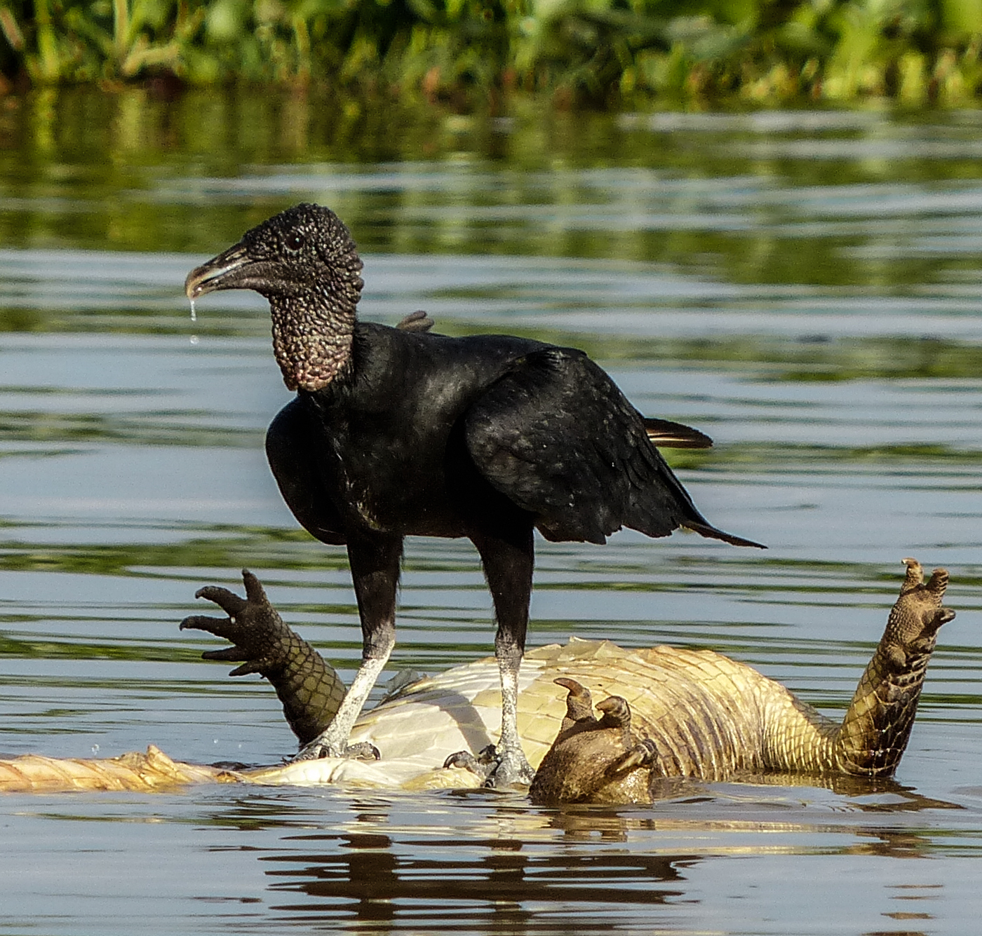 toe of frog….lizard’s leg..”* – Eyes on the Wild
