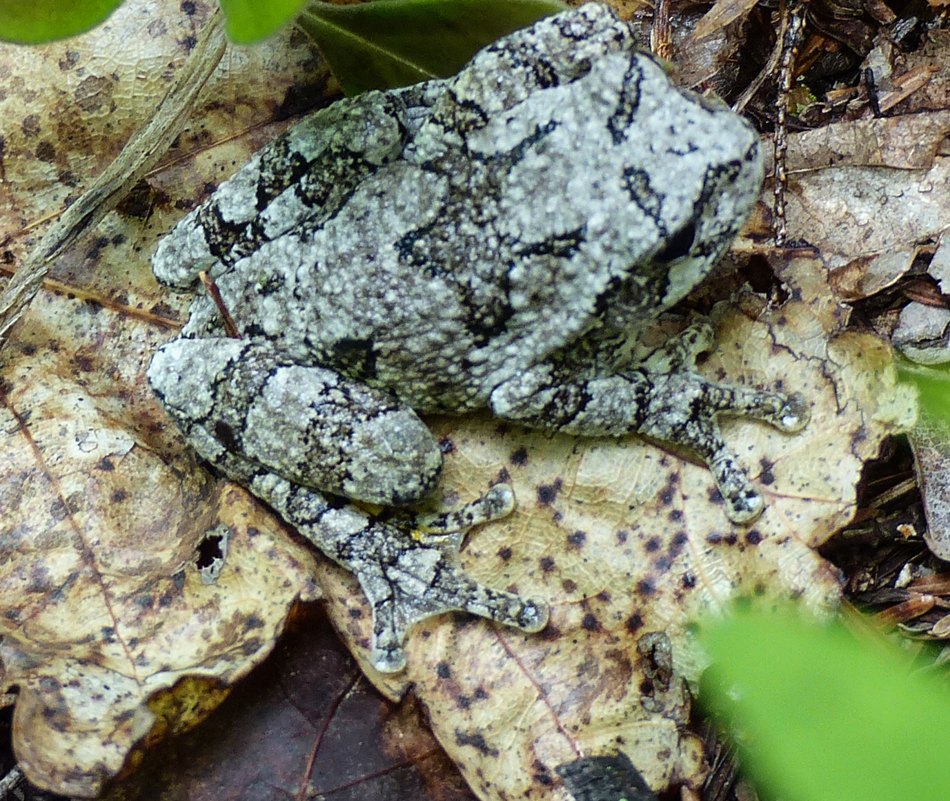 toe of frog….lizard’s leg..”* – Eyes on the Wild