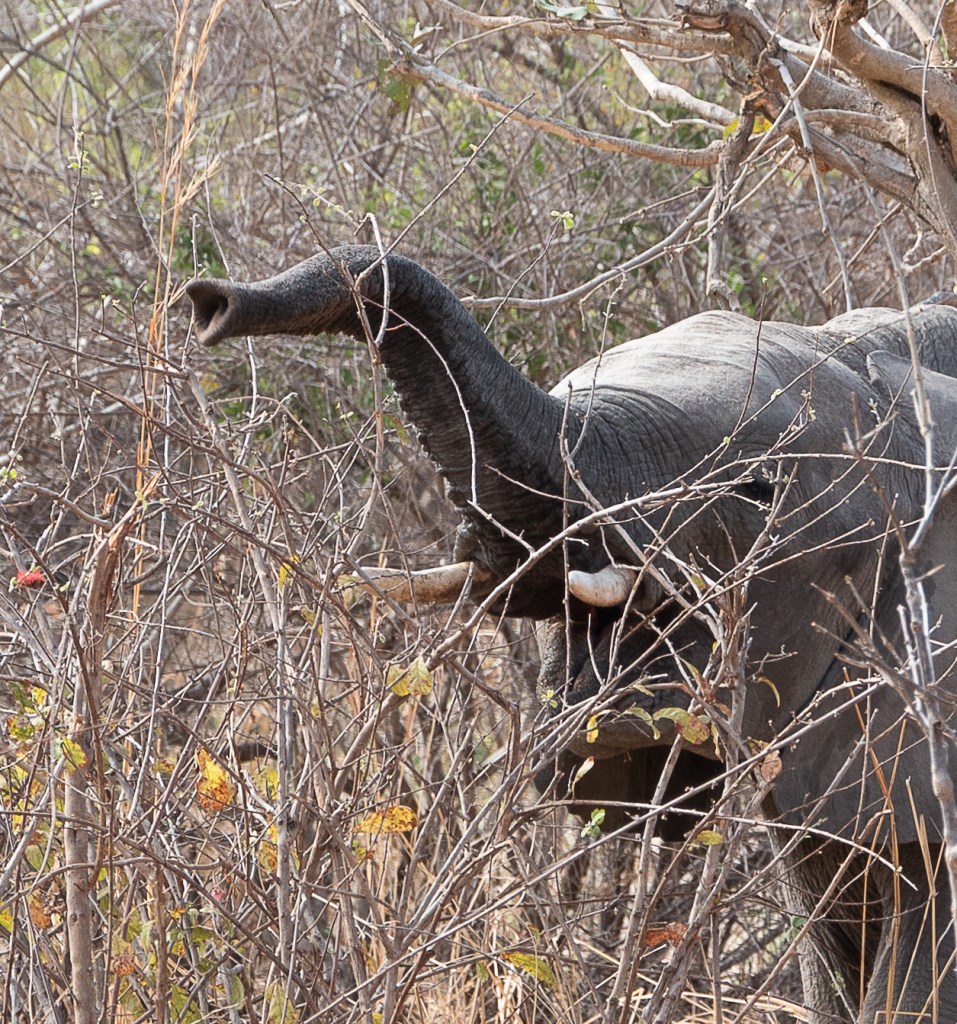 How the elephant masters its trunk 1: the basics – Eyes on the Wild