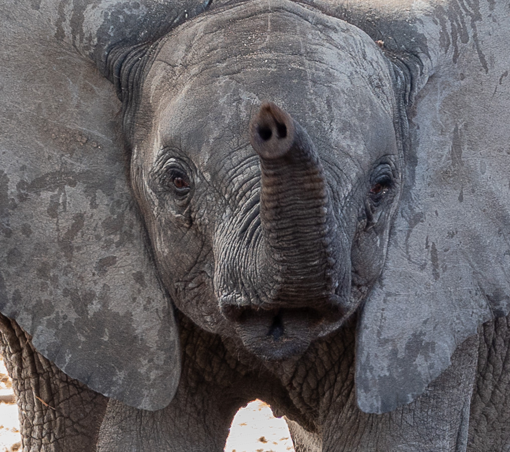 How the elephant masters its trunk 1: the basics – Eyes on the Wild