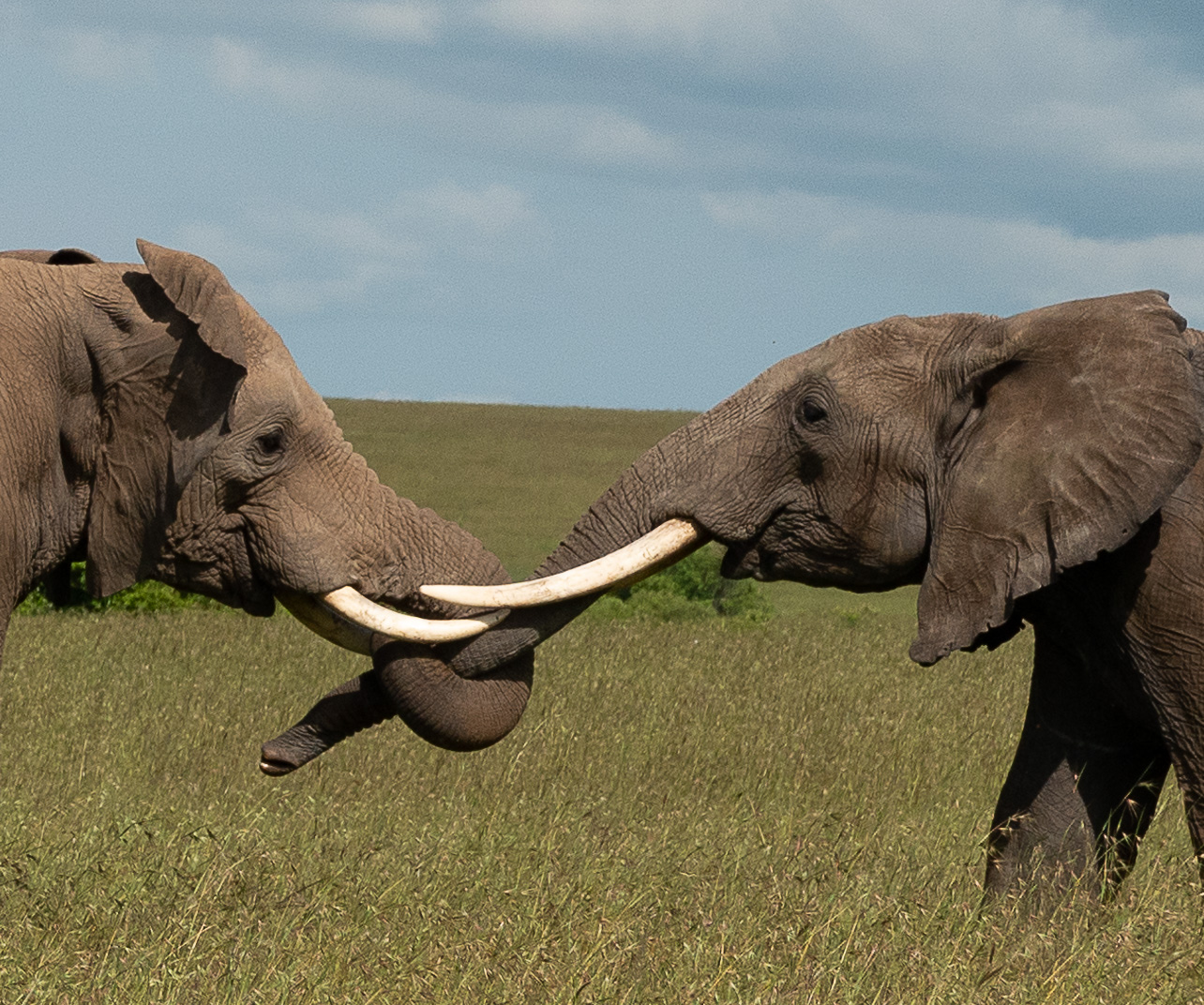 How the elephant masters its trunk 2: outreach – Eyes on the Wild