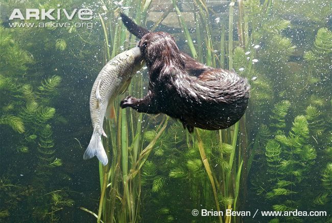 A Mink at Home – Eyes on the Wild