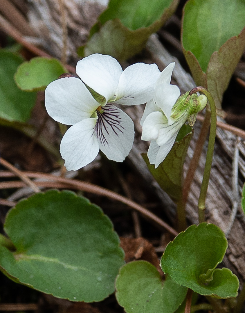 “The scattered violets lie..” – Eyes on the Wild