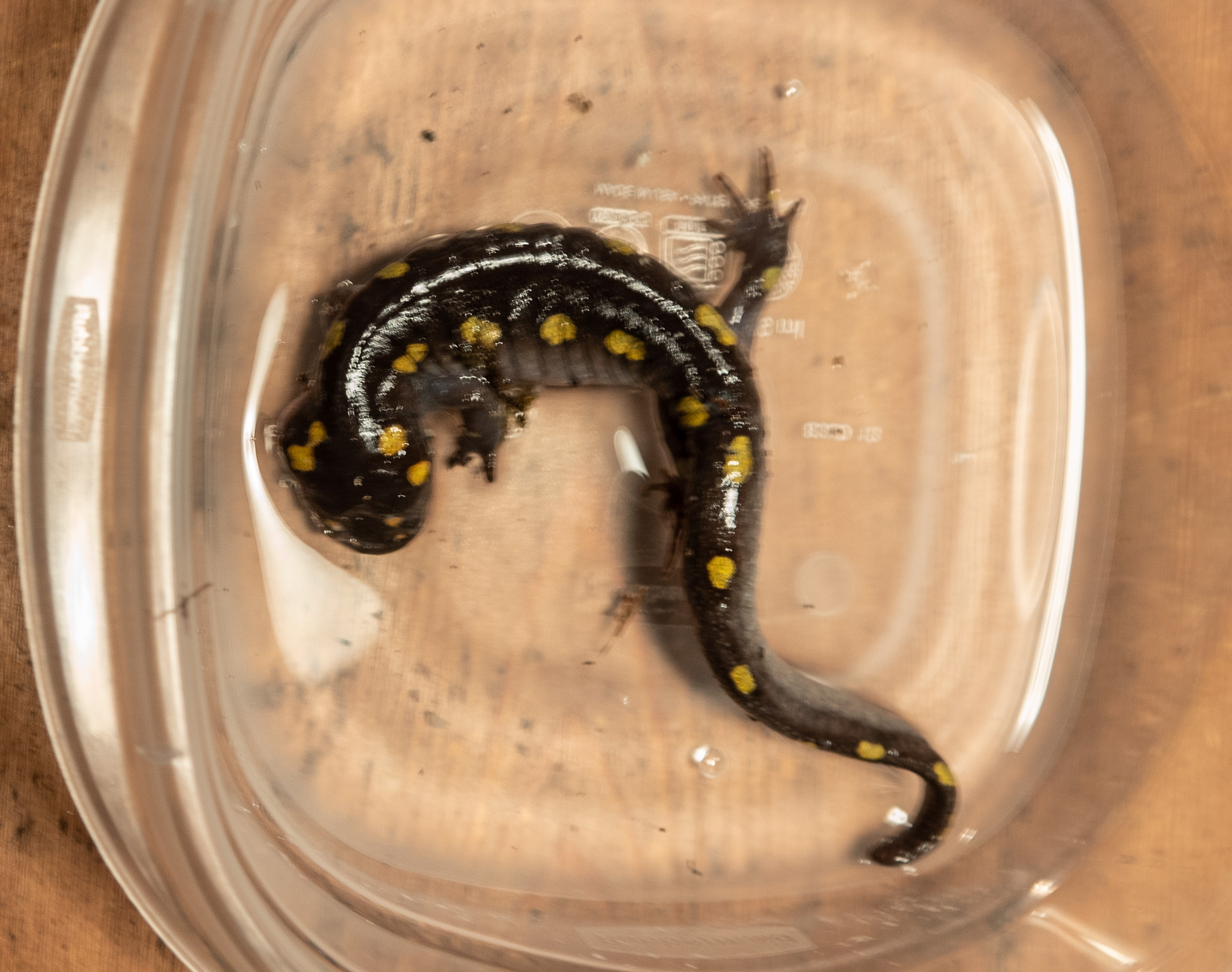 The Secretive Salamander – Eyes on the Wild