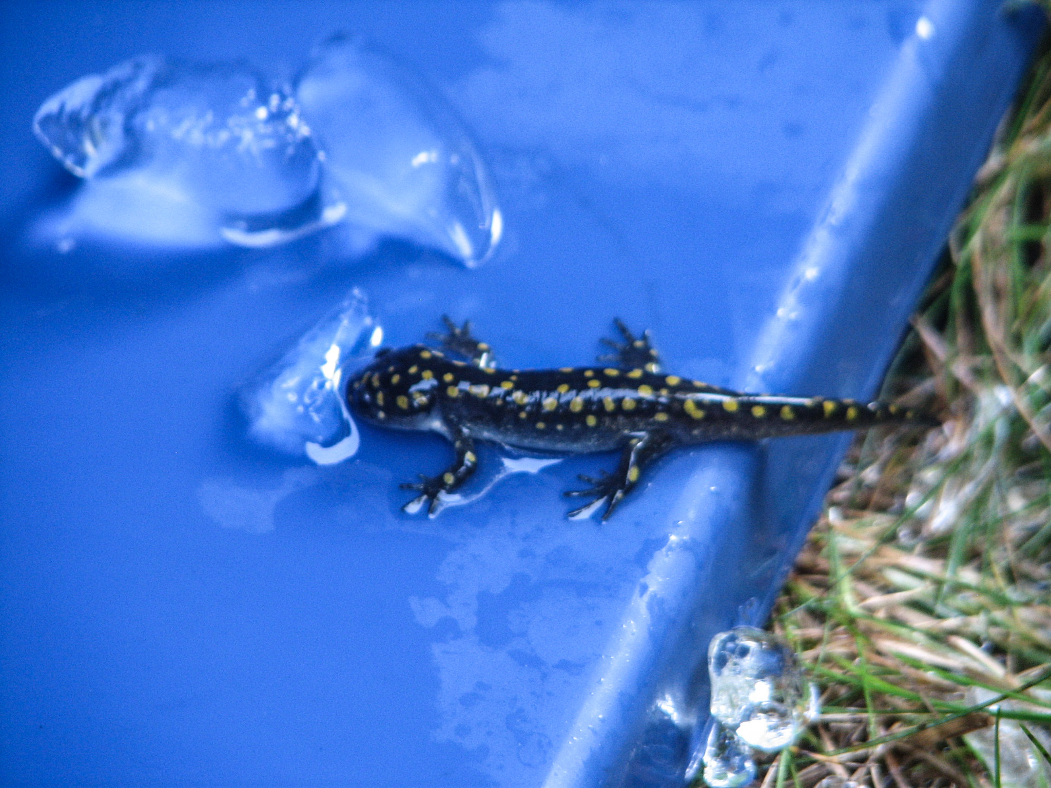 The Secretive Salamander – Eyes on the Wild