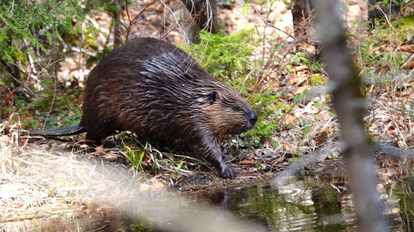 Bonanza: beaver and bald eagle in one glorious day – Eyes on the Wild