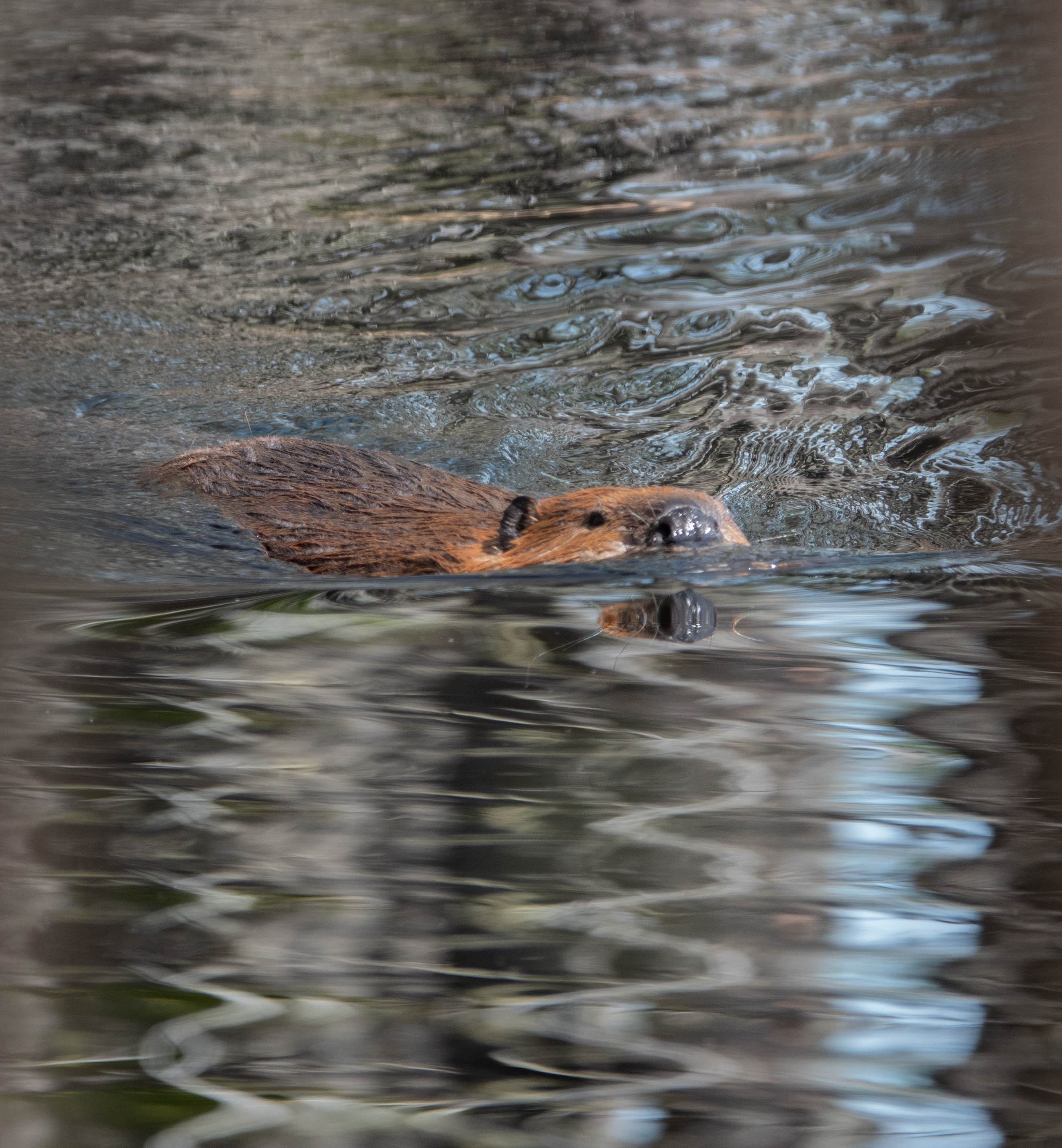 Bonanza: beaver and bald eagle in one glorious day – Eyes on the Wild