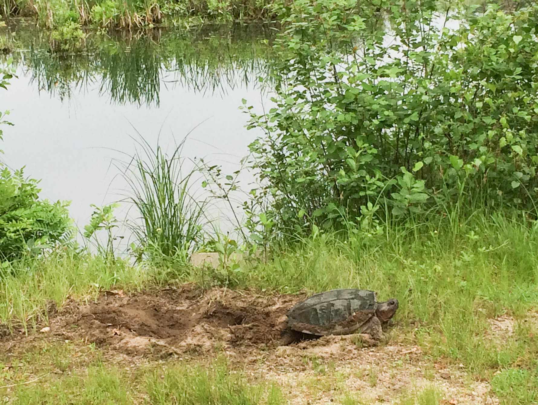 Snapping a Snapping Turtle – Eyes on the Wild