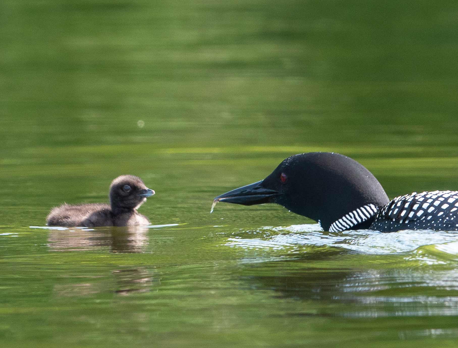 Lassoing lost loons – Eyes on the Wild