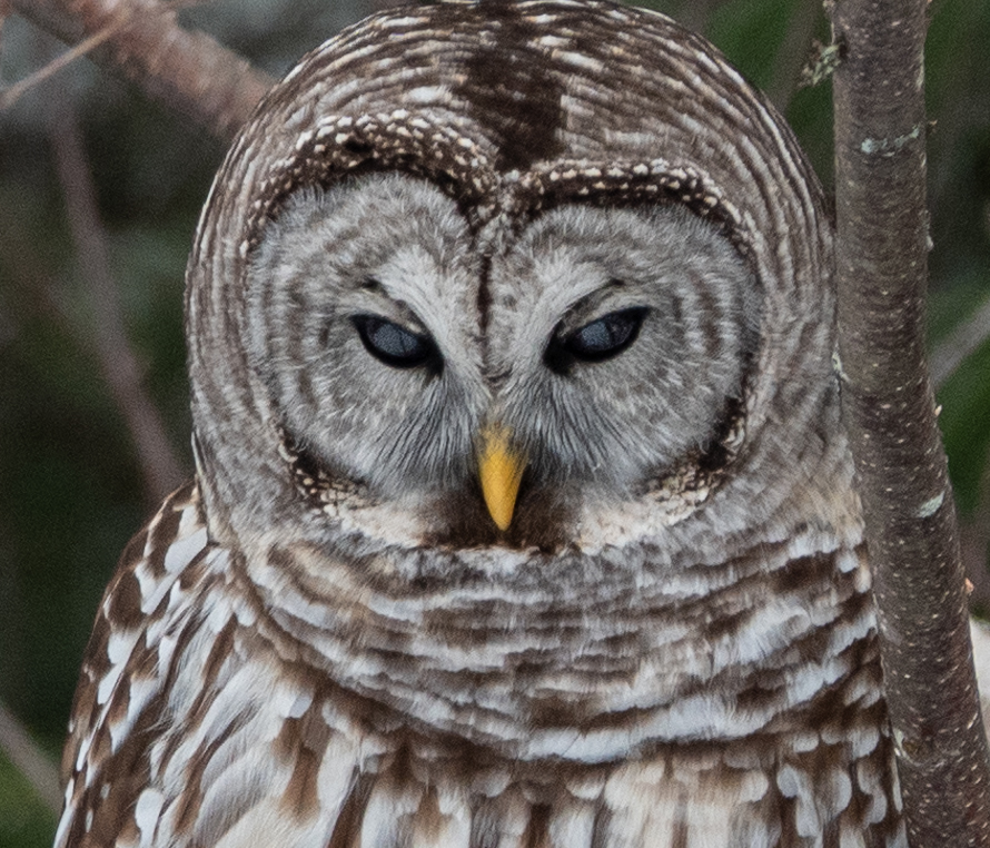 Fishing owls, really? – Eyes on the Wild