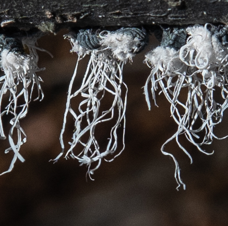 Bugs with dreadlocks – Eyes on the Wild