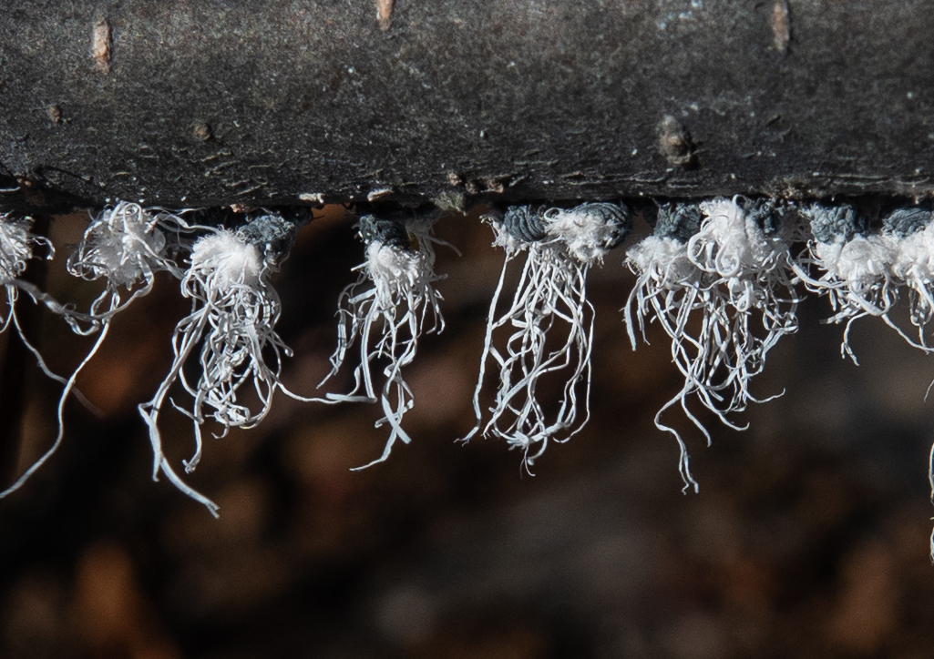 Bugs with dreadlocks – Eyes on the Wild