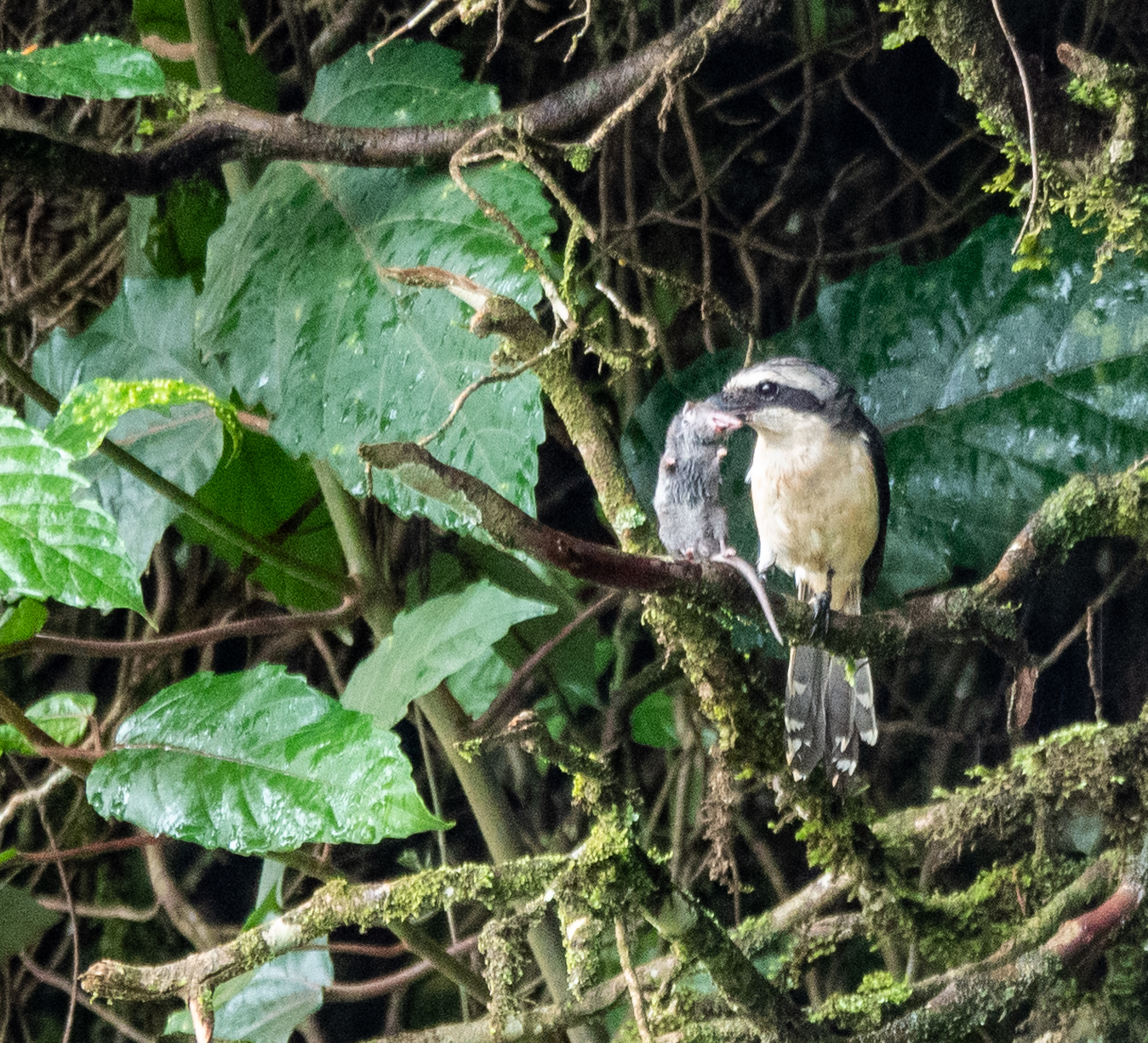 Of mice and bones – Eyes on the Wild