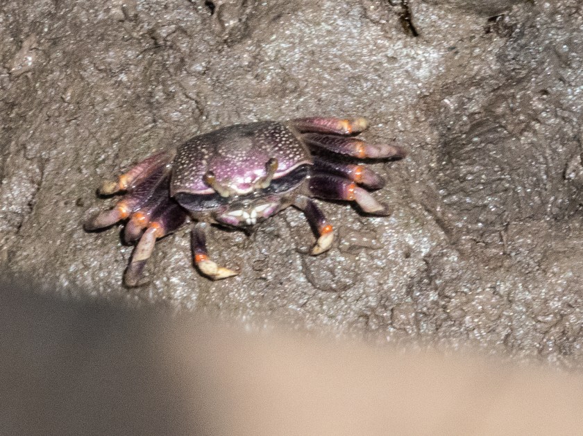 The asymmetrical crab – Eyes on the Wild