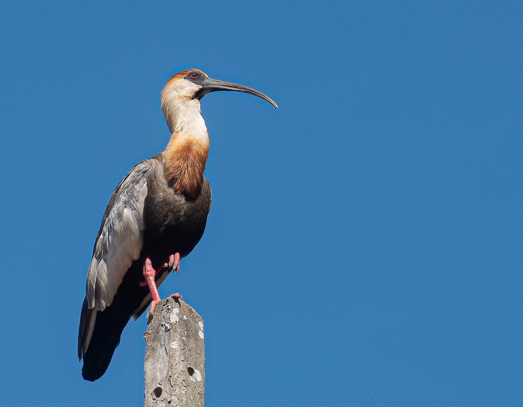 One Ibis, three Ibides? – Eyes on the Wild