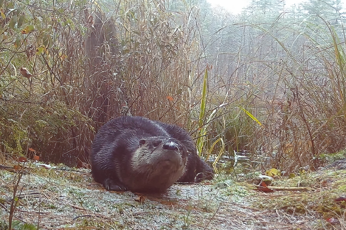 Wildlife CCTV – Eyes on the Wild