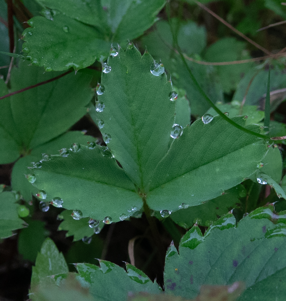 “Guttation!” I muttered with delight – Eyes on the Wild