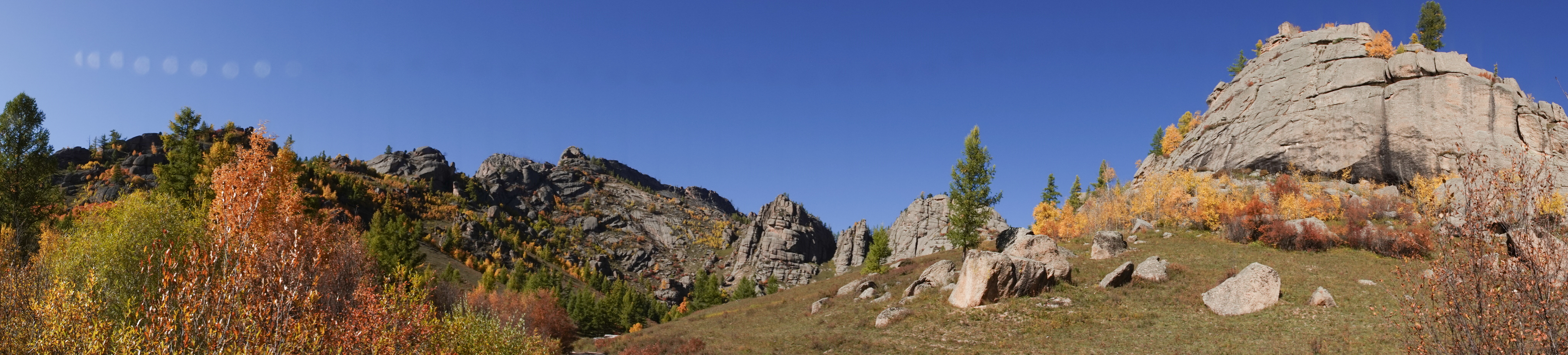Forests in a land without trees – Eyes on the Wild
