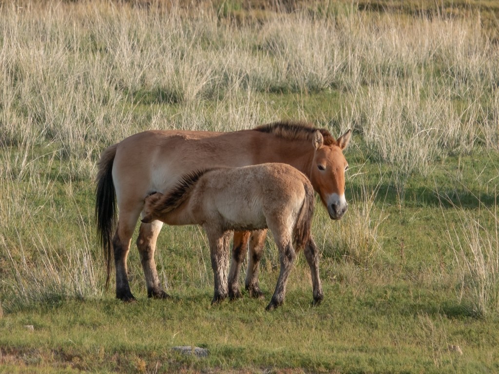 The Unpronounceable Prehistoric Horse – Eyes on the Wild