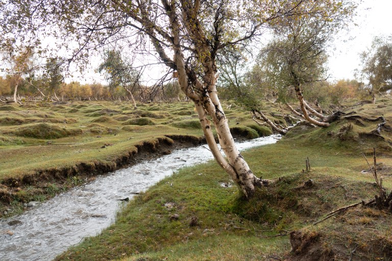 Forests in a land without trees – Eyes on the Wild