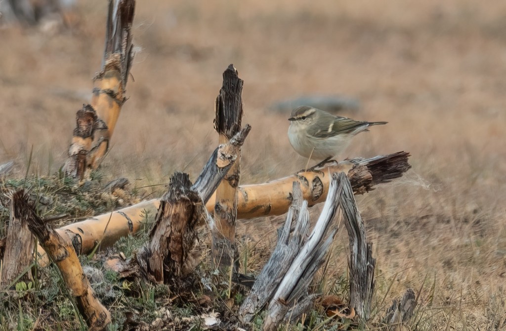 Forests in a land without trees – Eyes on the Wild