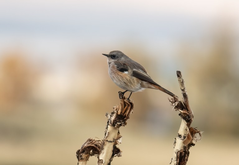 Forests in a land without trees – Eyes on the Wild