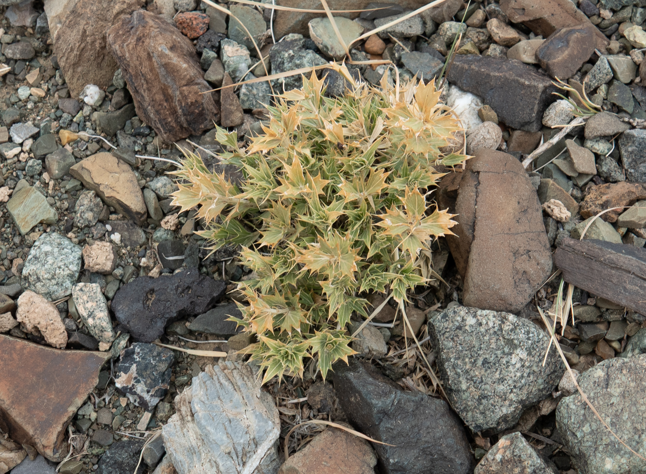Survival at high altitude: “..the deserts shall rejoice.” – Eyes on the ...